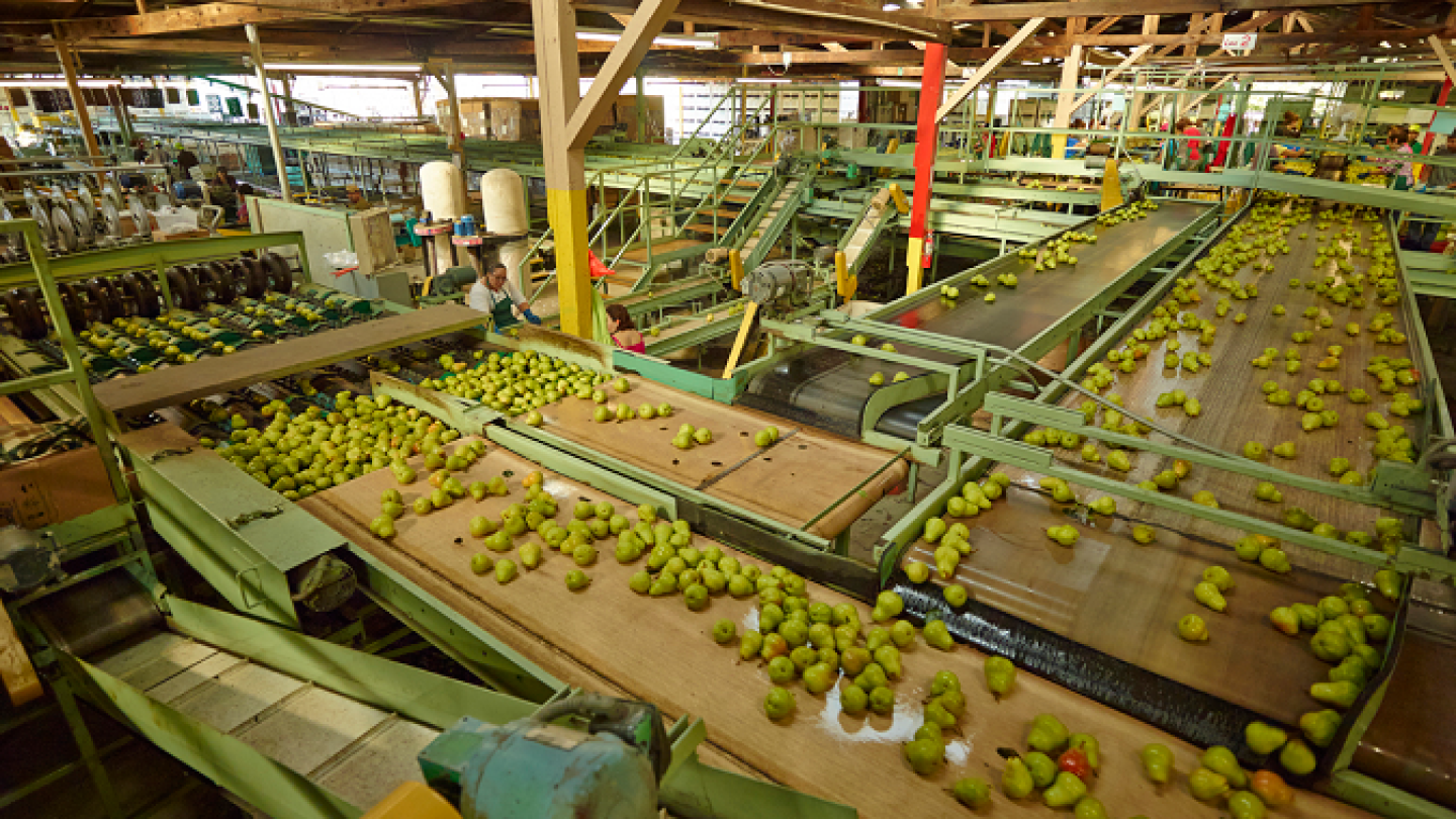 California pear season to start on time in July - The Packer - Fruit ...