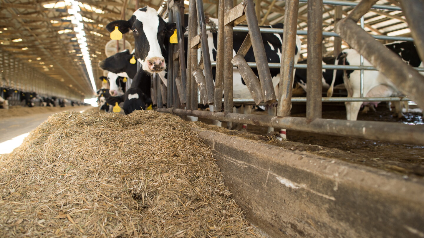 When to Use Silage Additives or Inoculants - Dairy Herd