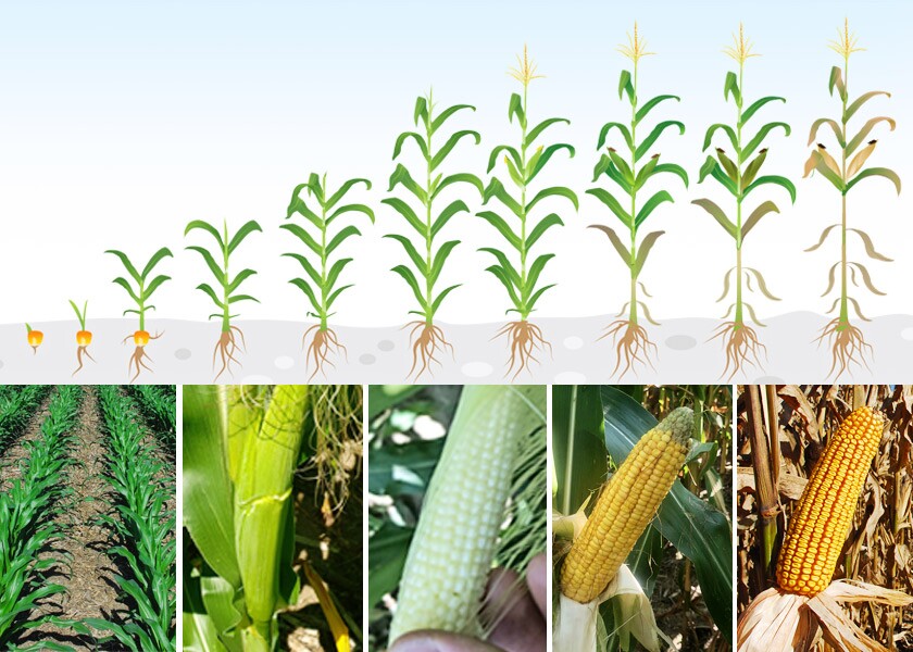corn growing process