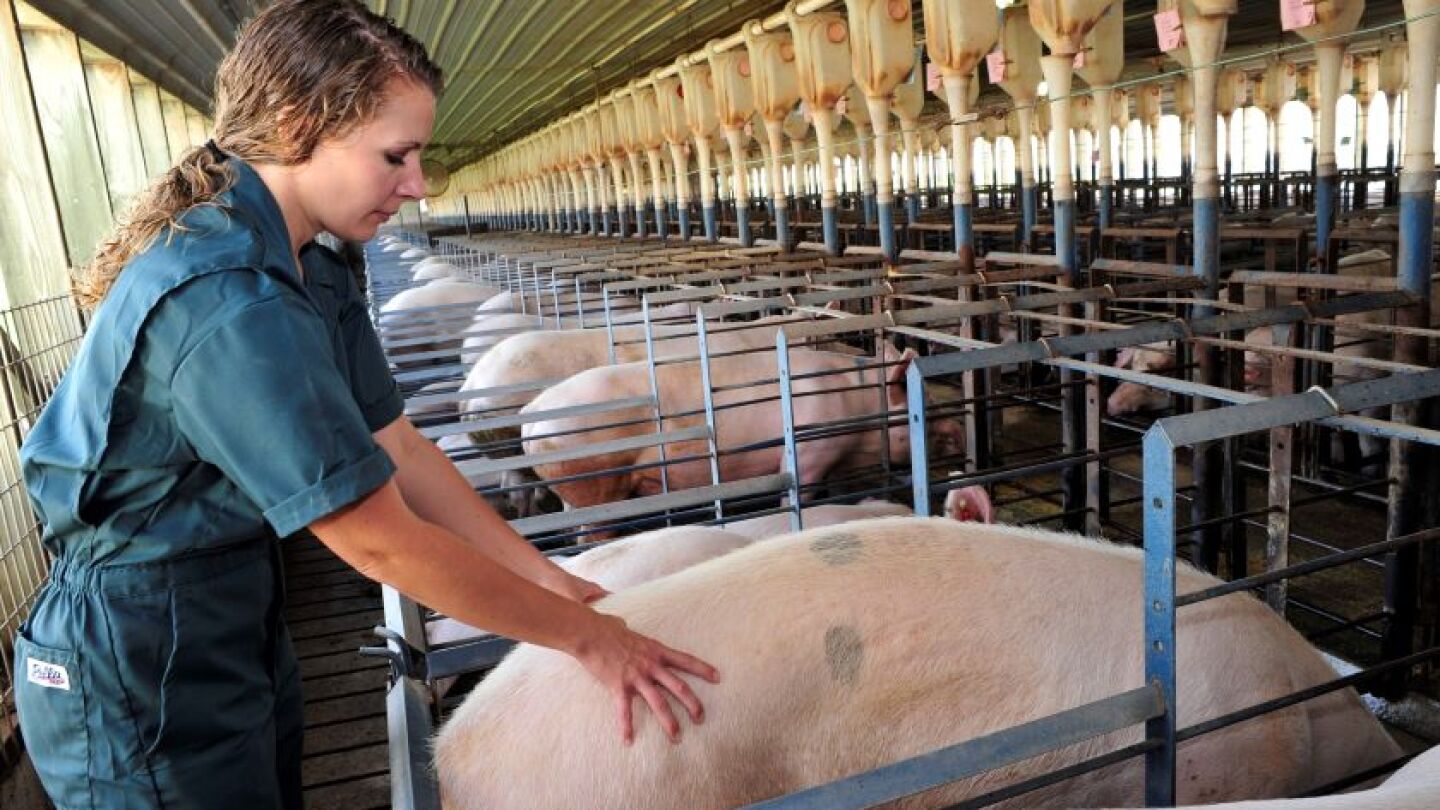 Minimize Summer’s Impact on Sow Fertility