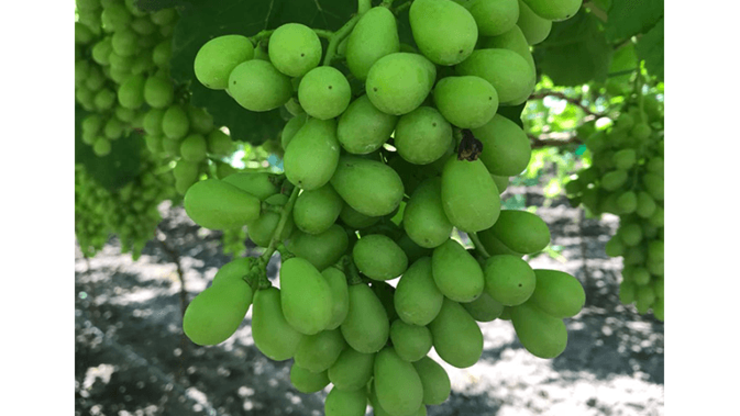 California grape marketers plan numerous platforms to reach shoppers ...