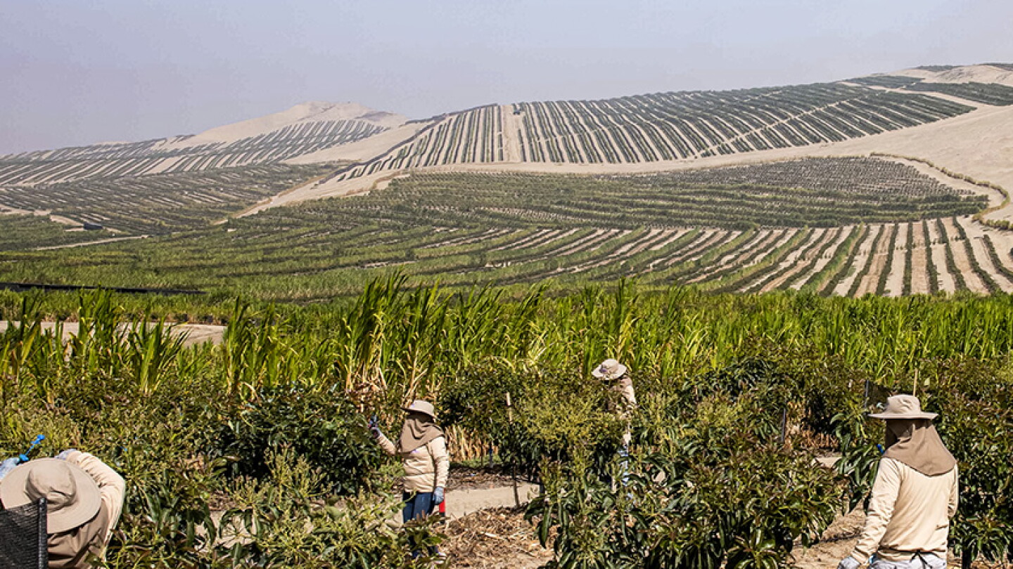 String of unlucky weather slows Peruvian avocado and asparagus exports ...
