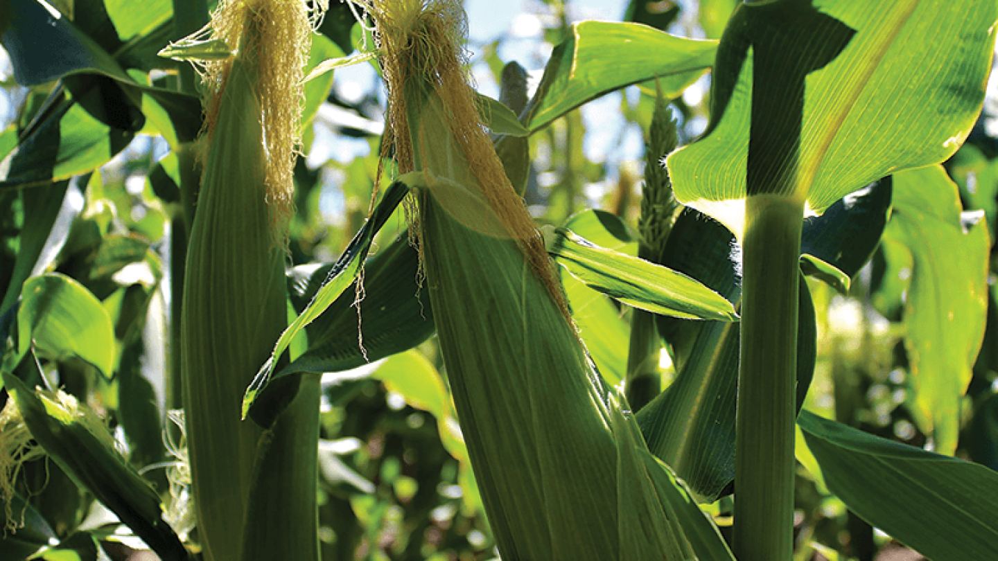 Southern Valley Fruit & Vegetable wraps up sweet corn season - The Packer