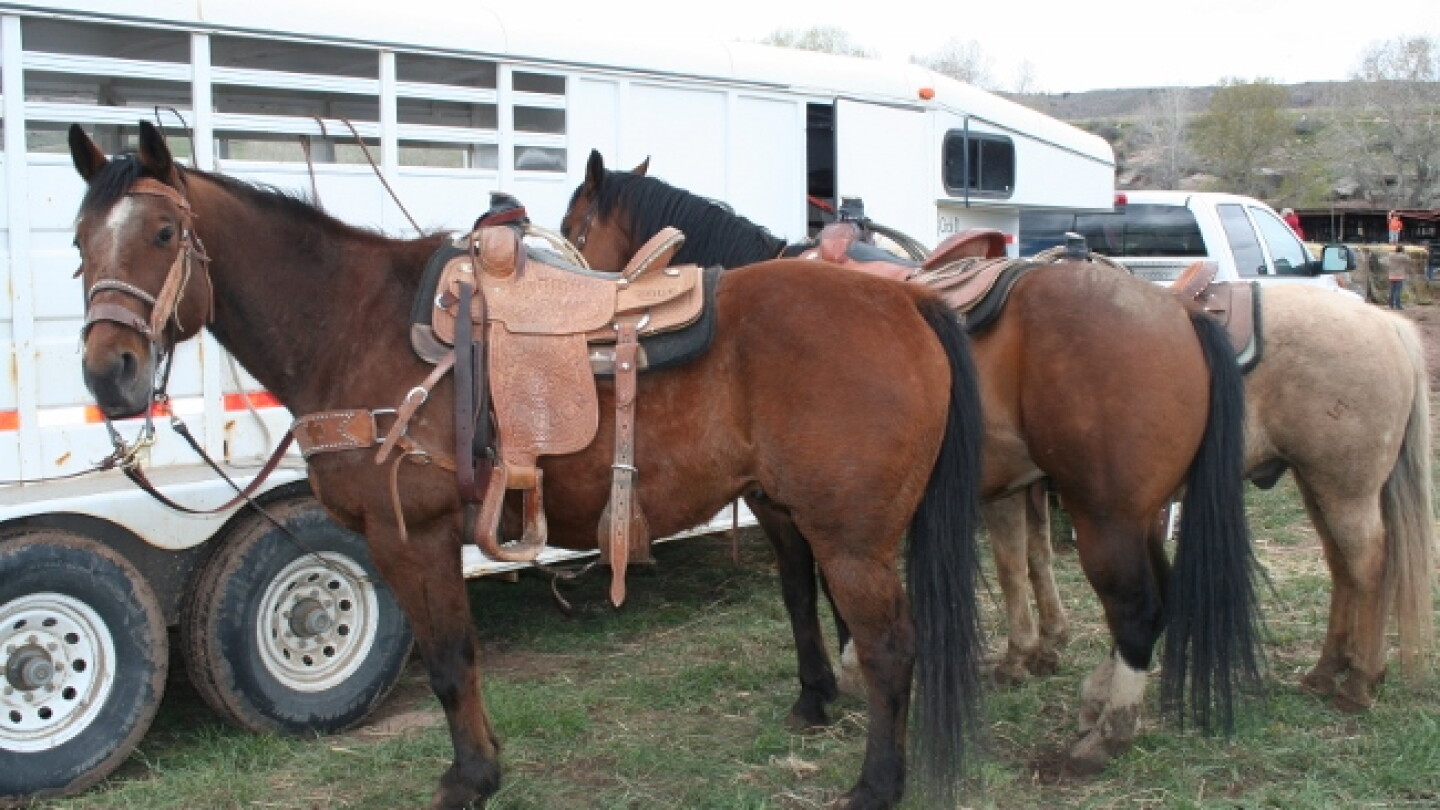 Equine Herpesvirus Cases Continue to Climb After Outbreak in Texas ...