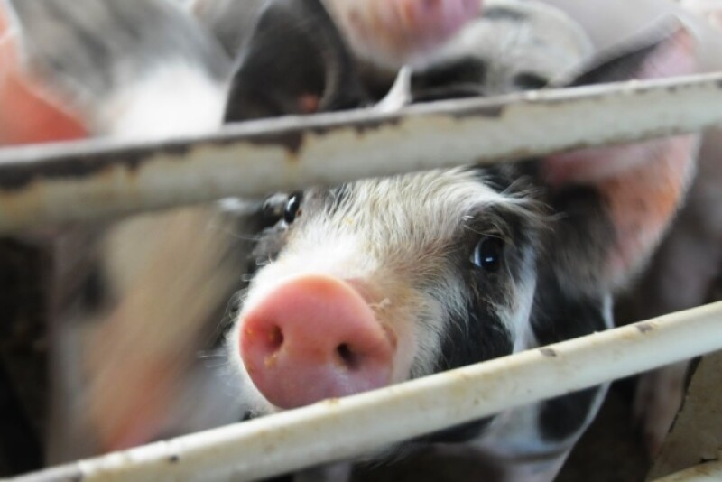 An Evolution of the U.S. Hog Industry: What You Need to Know - Pork ...