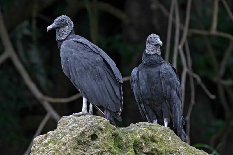 do black vultures kill