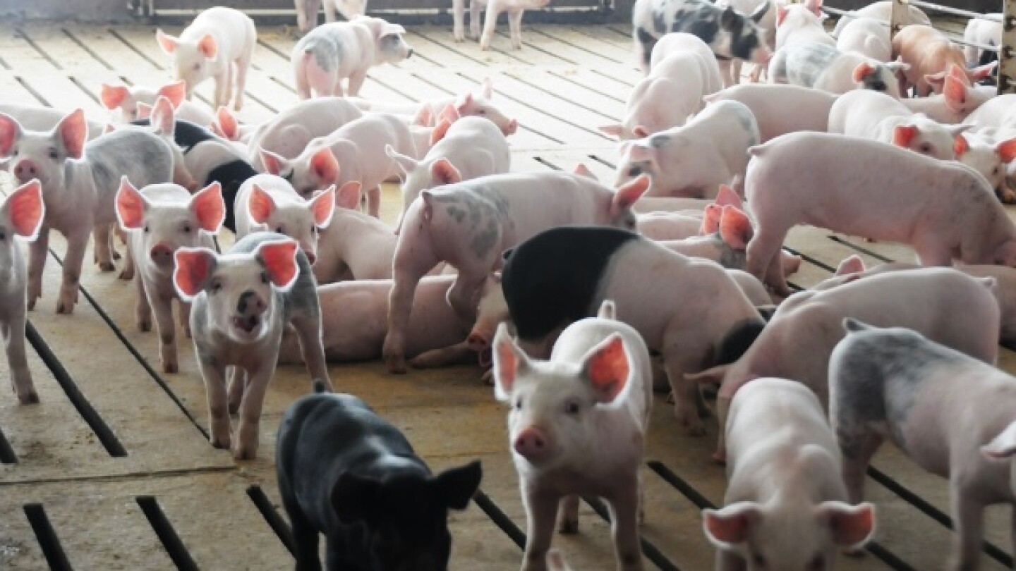 University of Minnesota Receives $1.5 Million to Mitigate Swine Disease ...