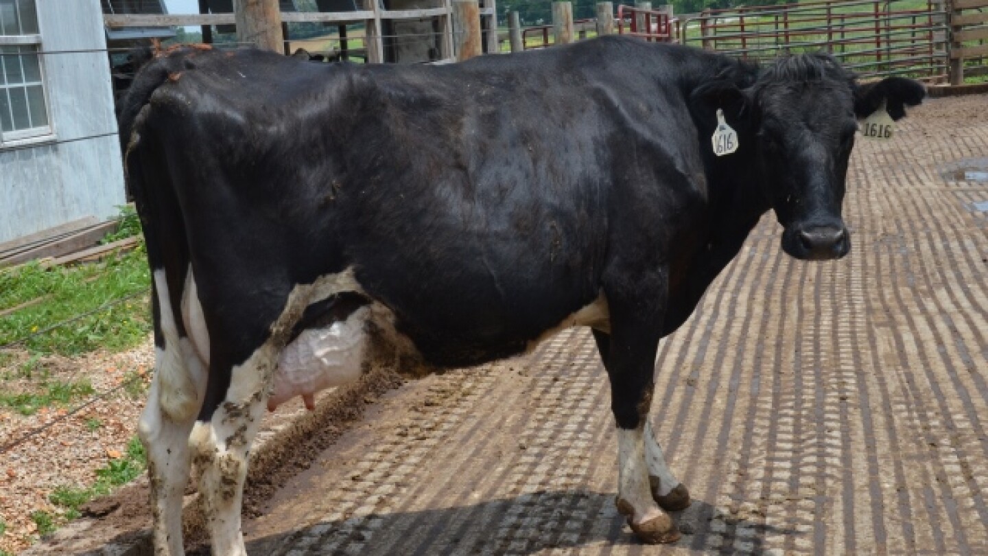 Managing Body Condition Score of Dairy Cows