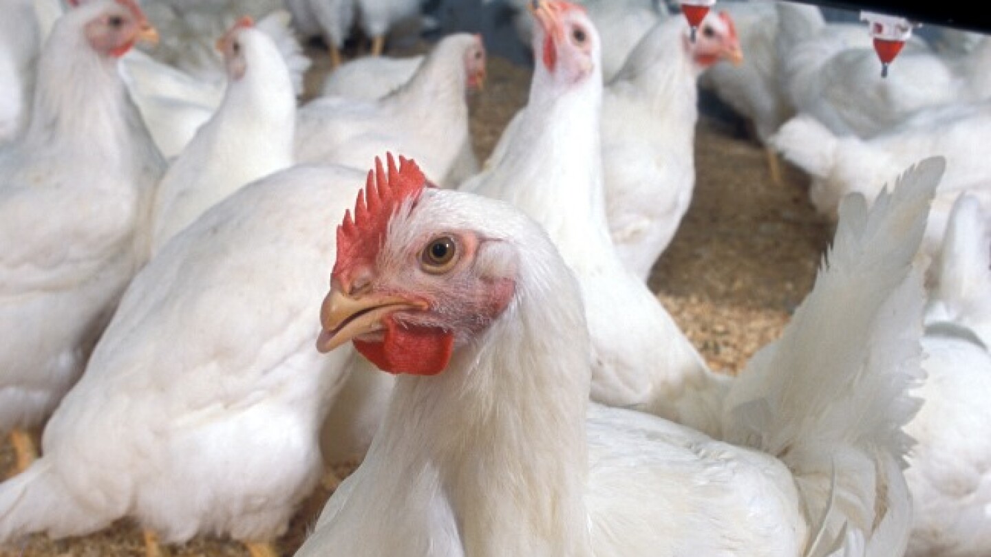 “Not Guilty” – Chicken Price-Fixing Trial Ends - Drovers