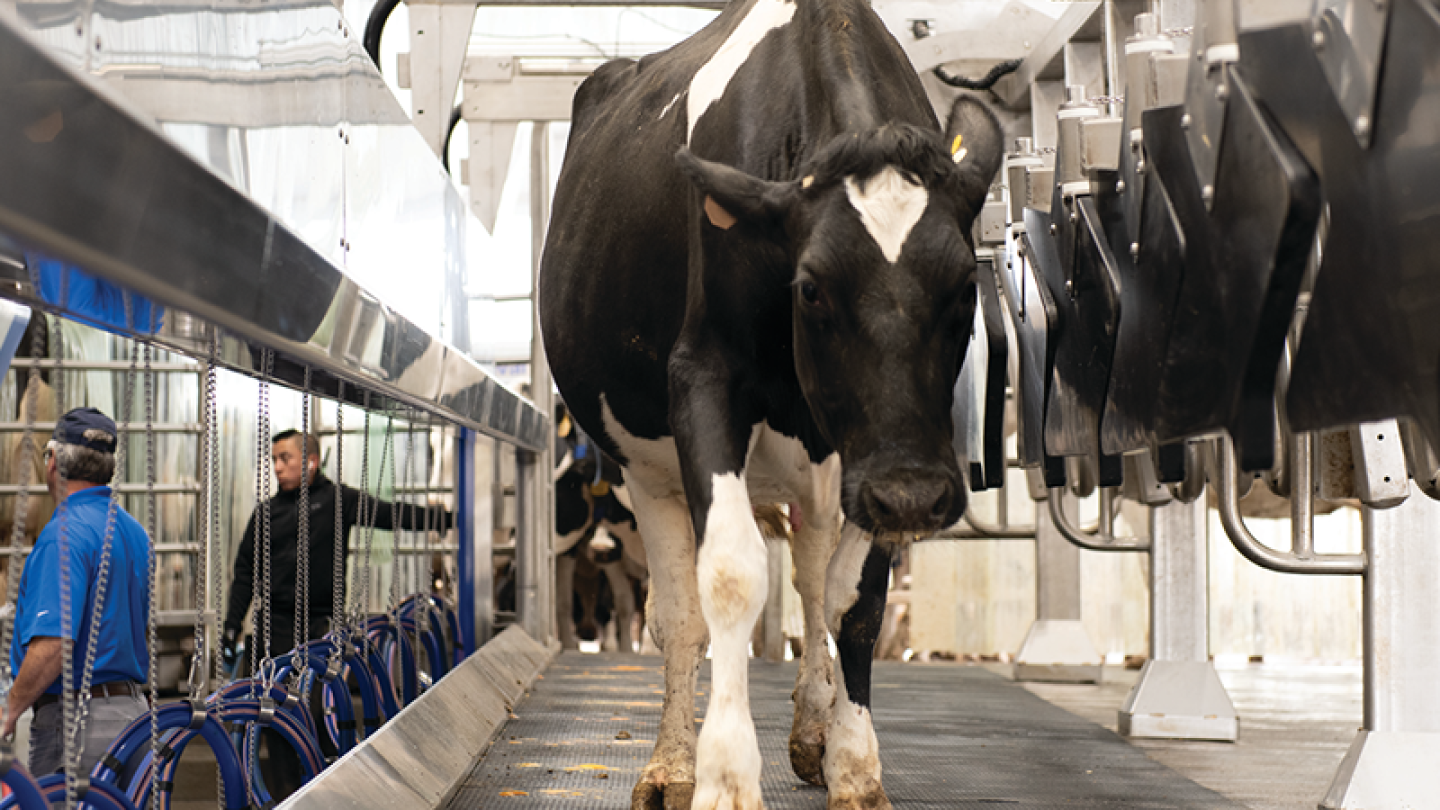 Unlock the Future: How Tech is Revolutionizing Dairy Farming - Dairy Herd