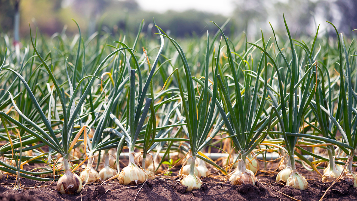 onion crops