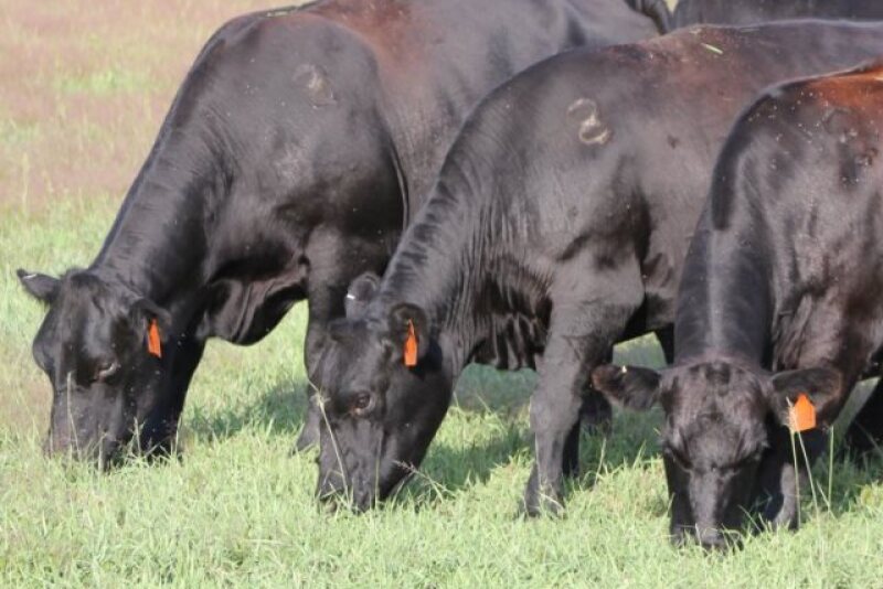 Understanding The Intensive In Intensive Grazing - Drovers