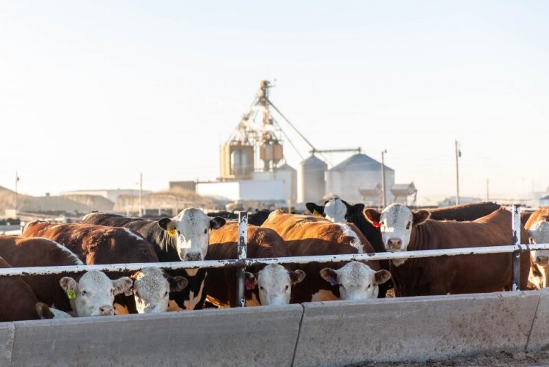 hereford cattle genetics