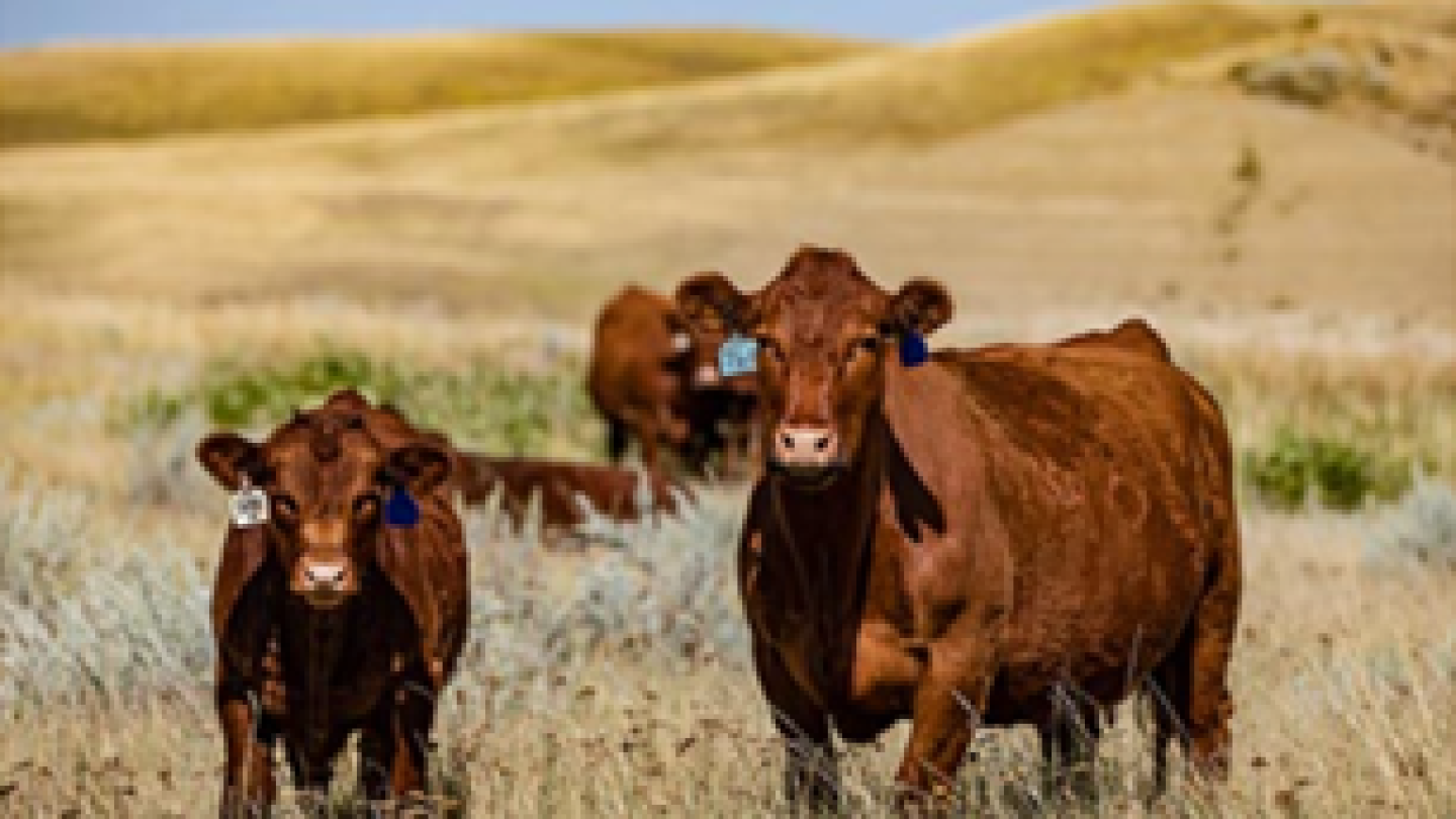International Genetic Solutions Debuts New Informational Resource - Drovers