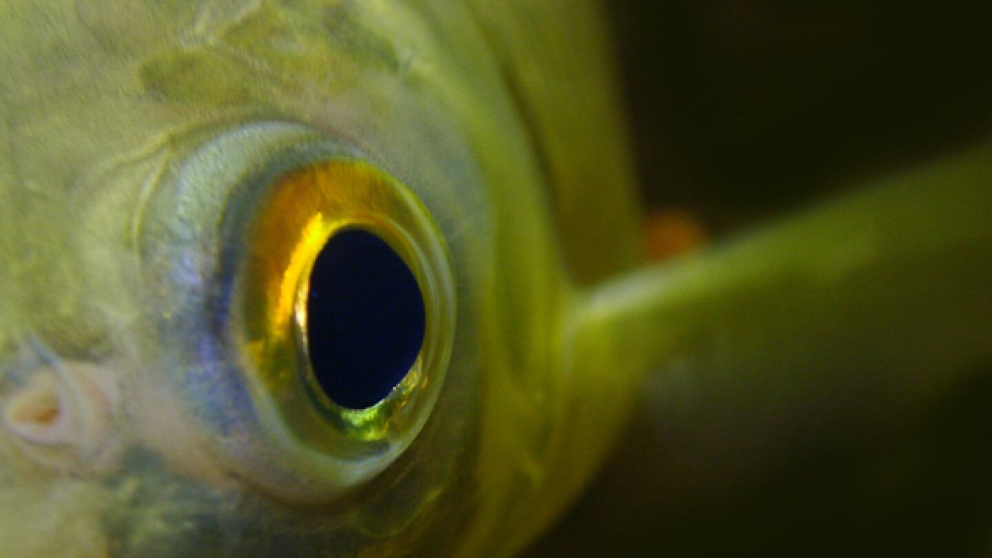 No More Idle Fields: How A Small Fish Could Solve Rice Farmers' Winter ...