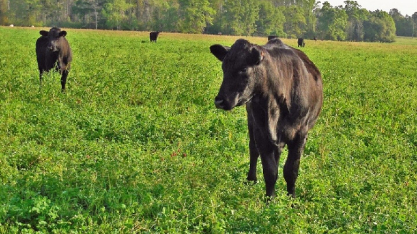 Eight Recommendations to Consider When Looking at Cover Crops - Drovers
