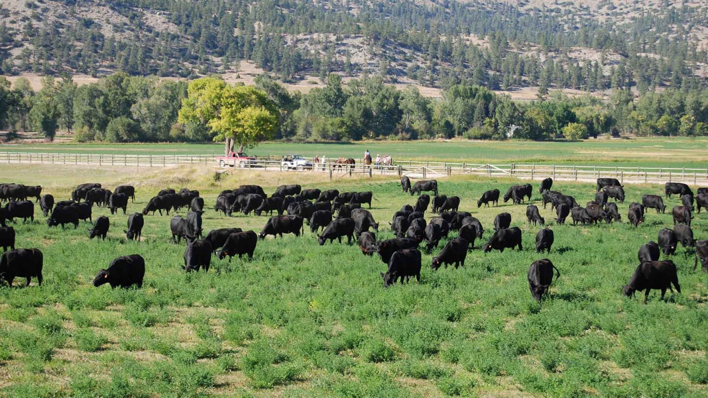 Derrell Peel: Update On Cattle Herd Dynamics - Drovers