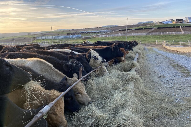 Categorizing Feedlot Cattle for better BRD Management