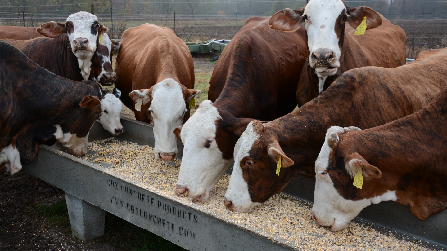 The Importance of Cull Cow Values