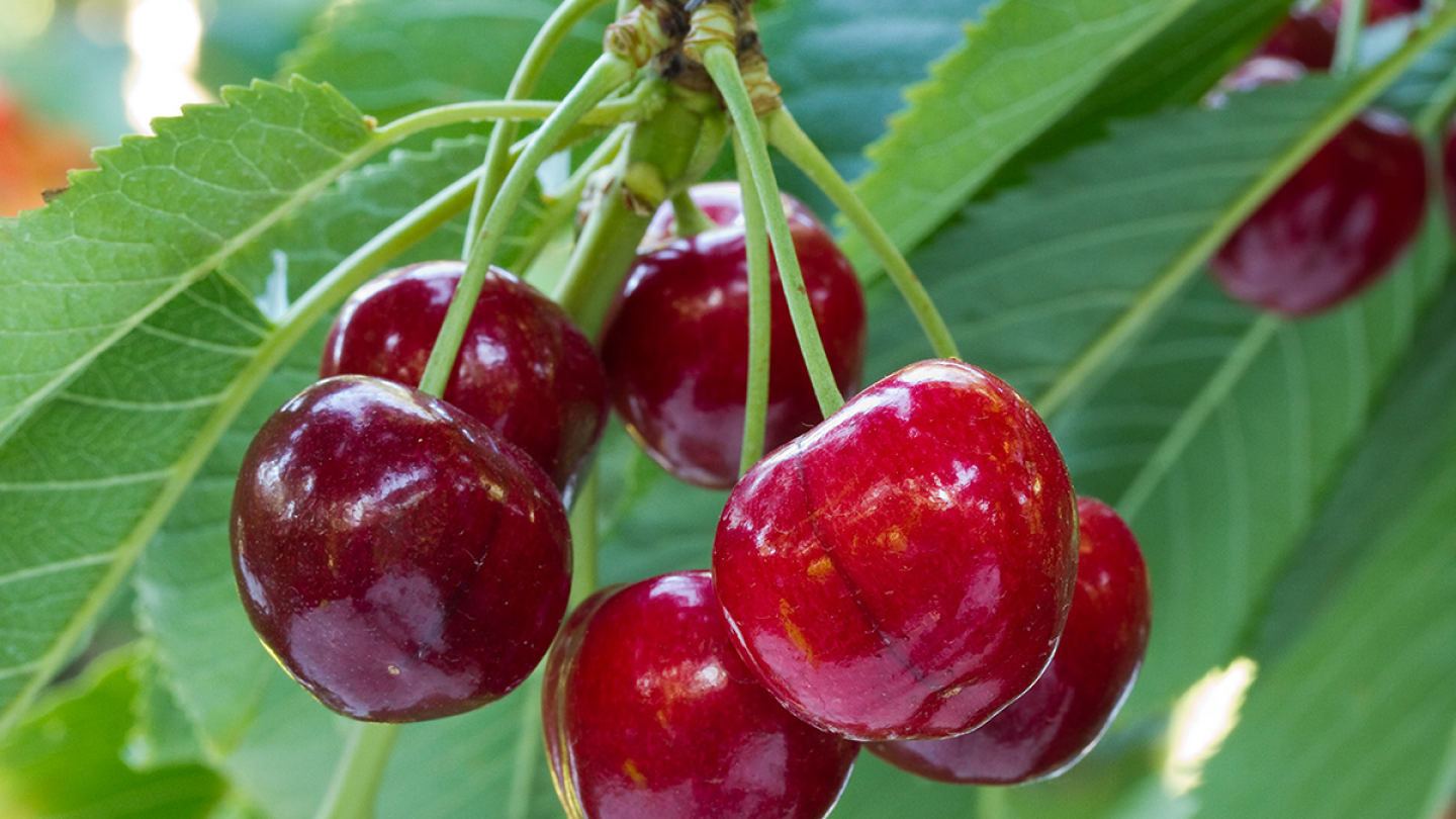 Rainier Fruit anticipates great cherry season - The Packer