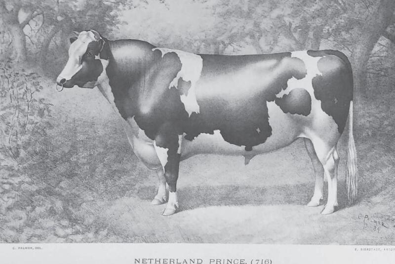 holstein cows origin