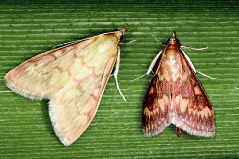 6 Moth Species You Need to Know About - AgWeb