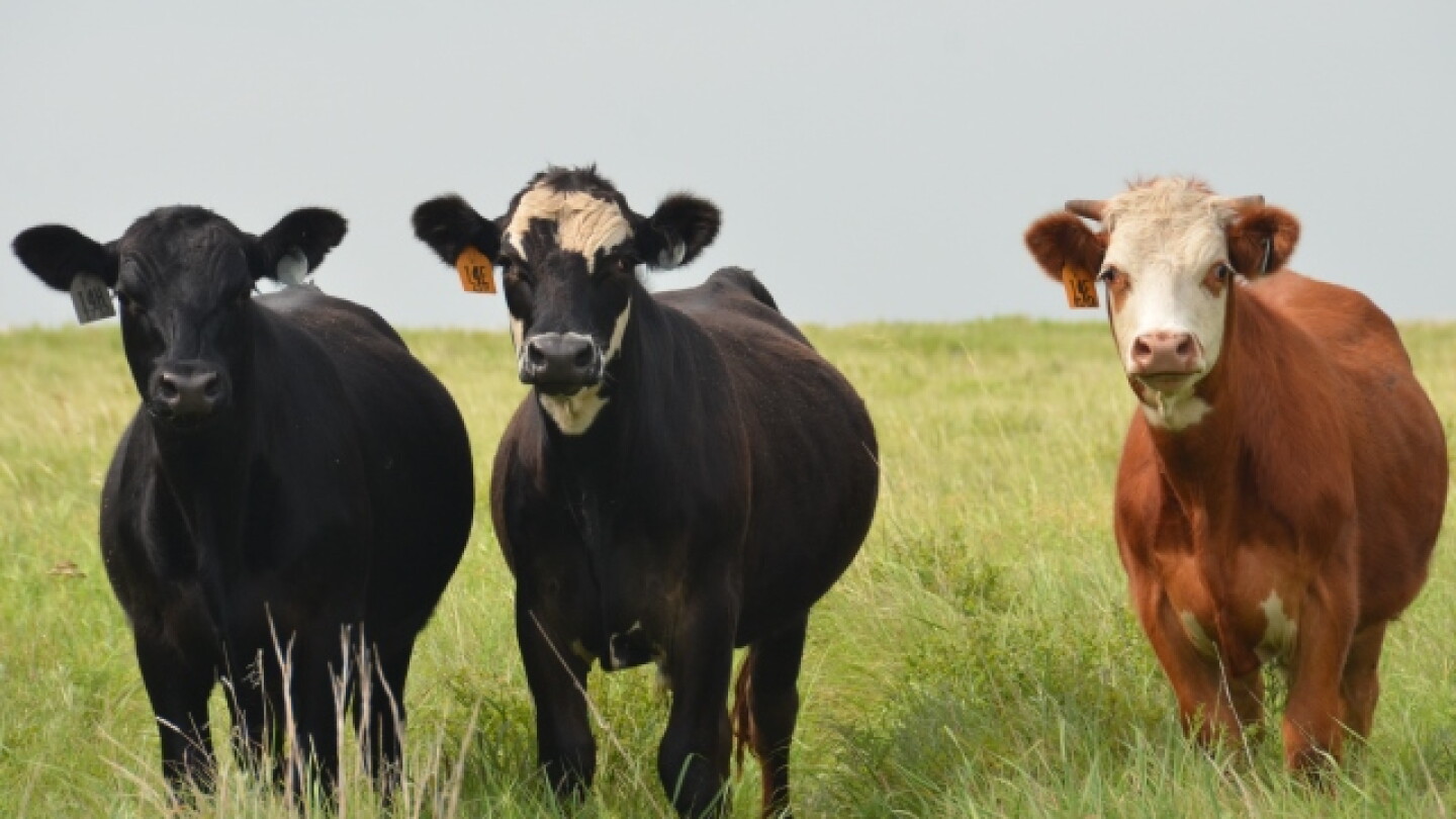 The Role of Stockers in Today’s Cattle Market - Drovers