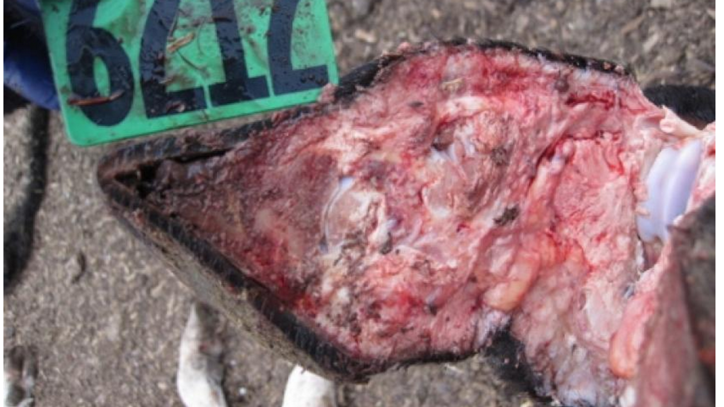 Post-Mortem reveals Toe Tip Necrosis Syndrome