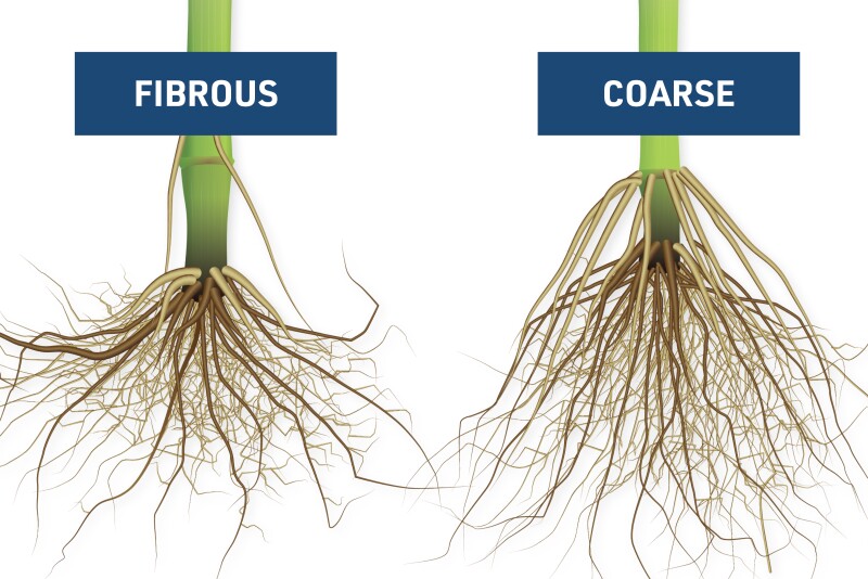 fibrous root examples 10