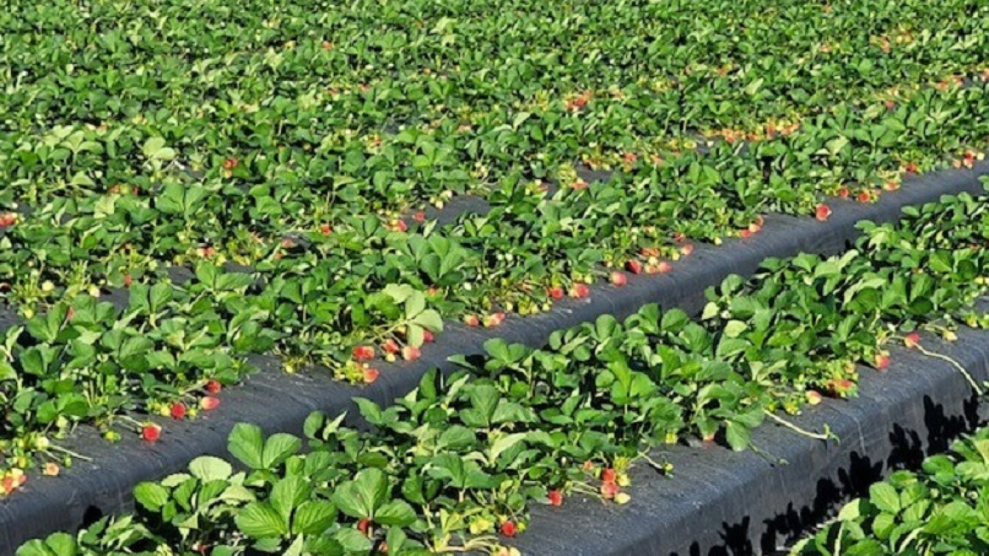 Gem Pack Berries to continue with Florida strawberry output into spring ...