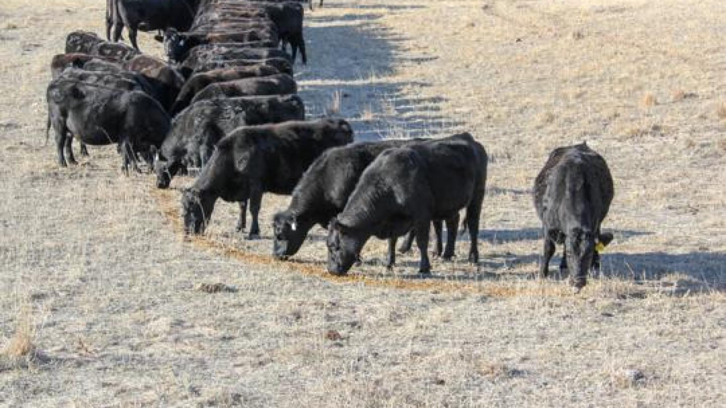 Efficiency and Forage Intake Research at OSU Range Cow Research Center ...