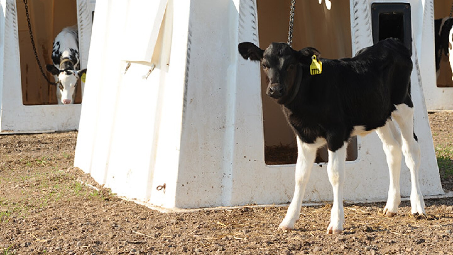 Foundation Genetics, Accelerated Genetics and Cogent Breeding Form ...