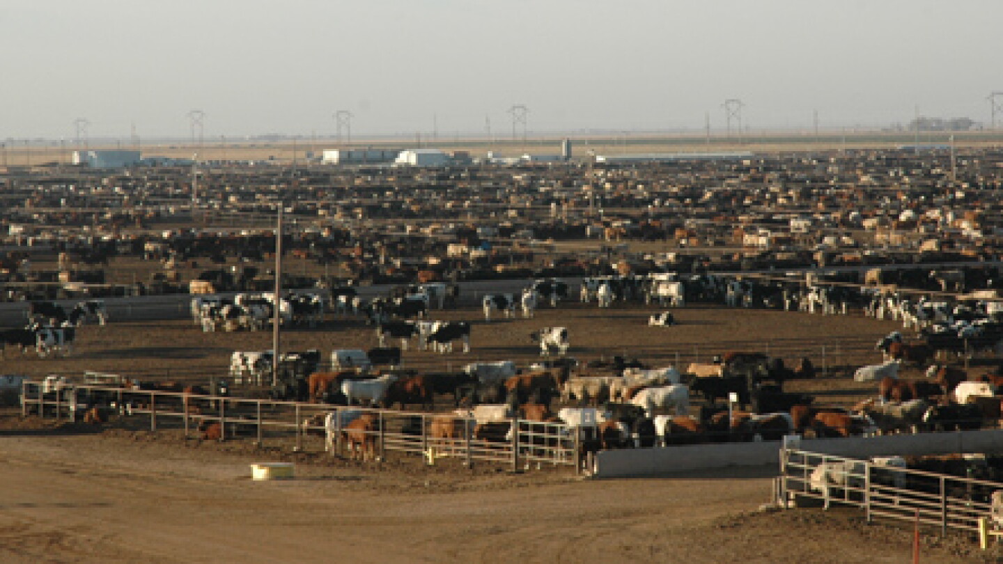 U.S. Cattle on Feed Up Slightly Through July 2024 - Drovers