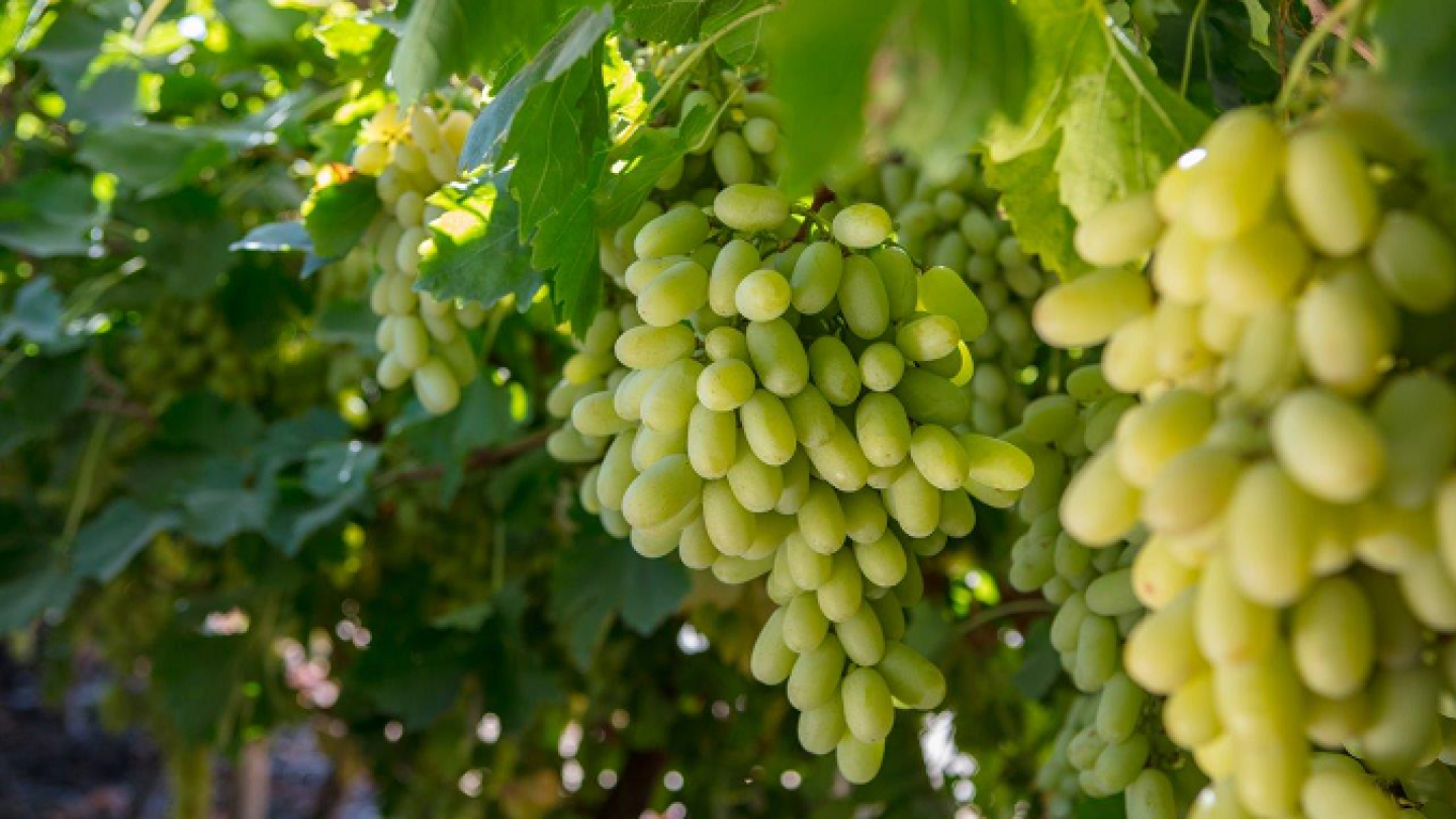 Flavorful, crisp Pristine grapes return to store shelves - The Packer ...