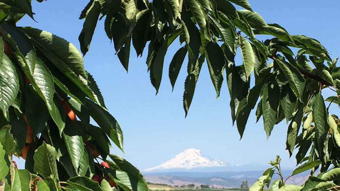 Harvesting cherries at night to protecting apples with nets, record ...