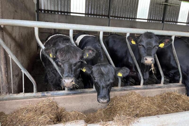 Purina Animal Nutrition Releases Comprehensive Beef-on-Dairy Industry ...