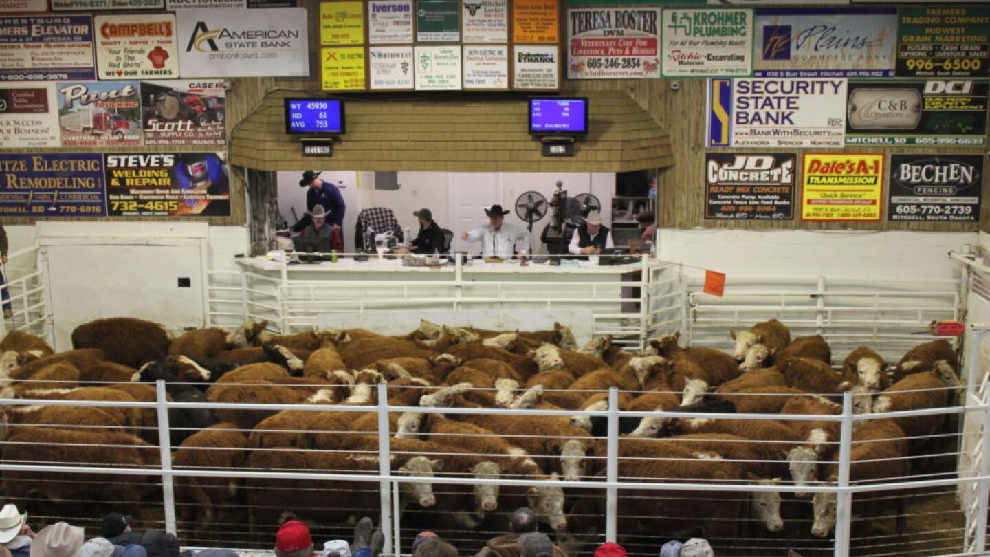 Cattle Cycle: How Long Will These Prices Last? - Drovers