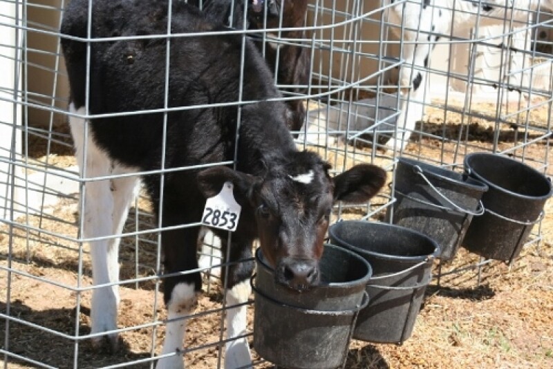 Infectious Arthritis in Calves - Bovine Vet