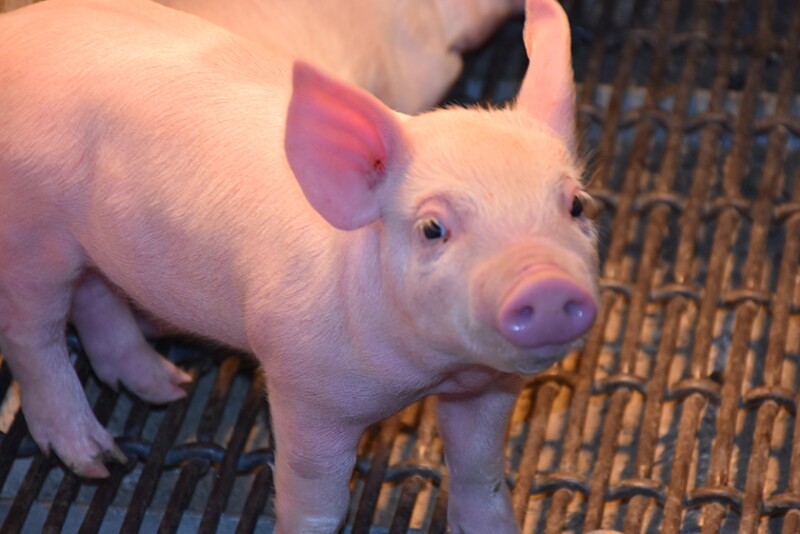 Man Receives Heart from Genetically Modified Pig in Groundbreaking Surgery