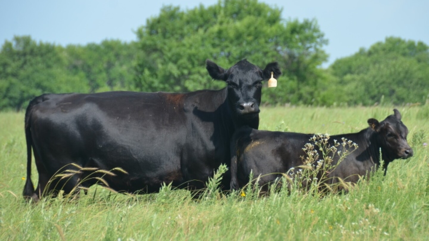 Zoetis Launches First Commercial BRD Genetic Predictions to Help Build ...