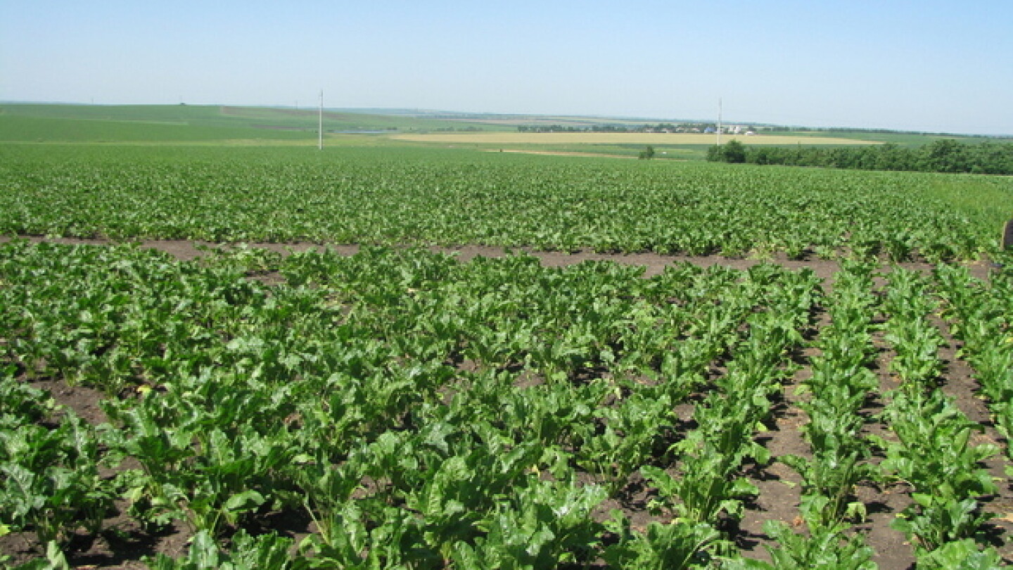 North Dakota Soybean, Corn, Sugar Beet, Pea Crop Record-size - AgWeb