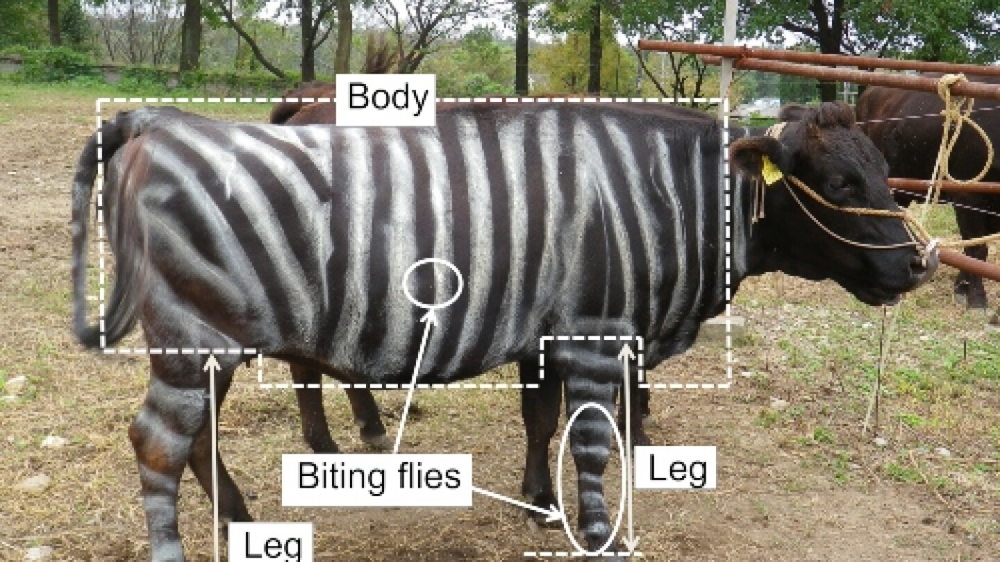 Cows of a Different Stripe - Bovine Vet