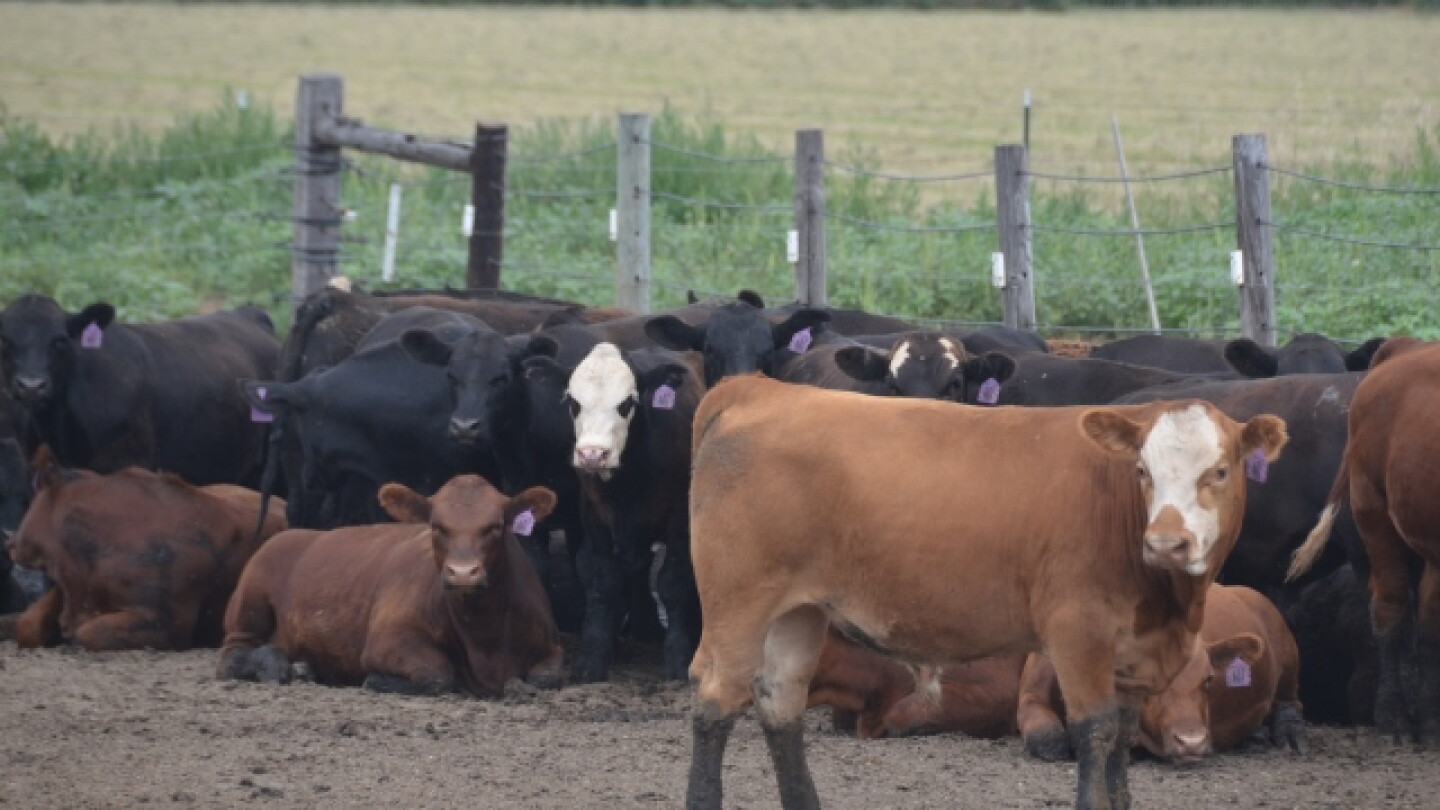 Cattle Prices Continue Dipping, Pressure on Markets - Drovers
