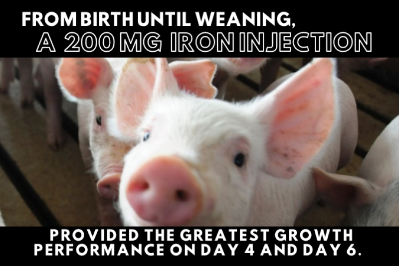 How and When to Give Iron Injections - Pork Business