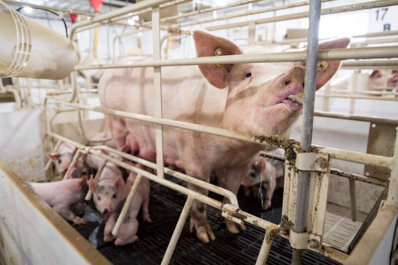 Sow-Focused Research Aims to Understand Factors for Litter Improvements ...