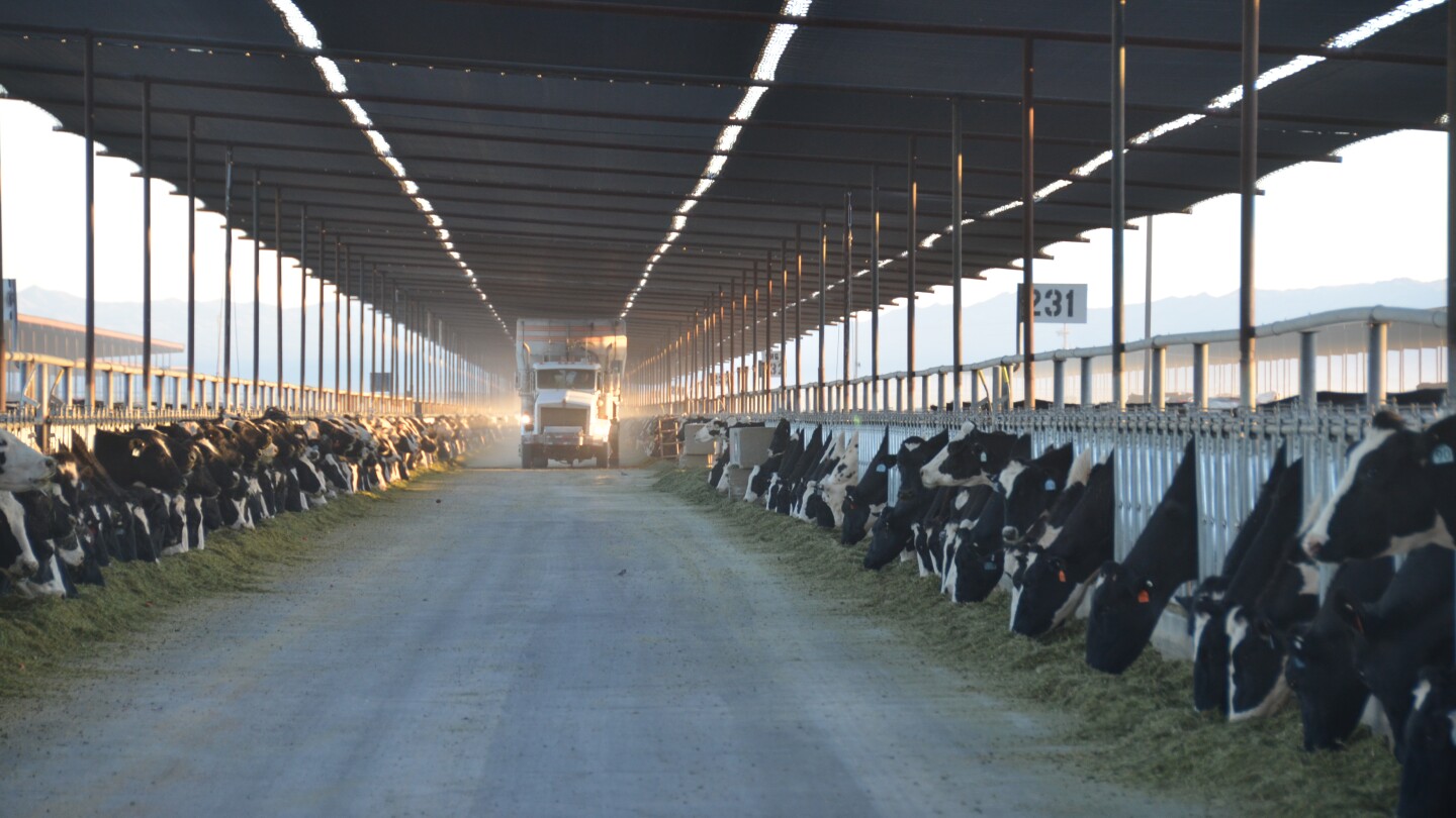 How to Feed Dry Cows on the Cheap - Dairy Herd Management