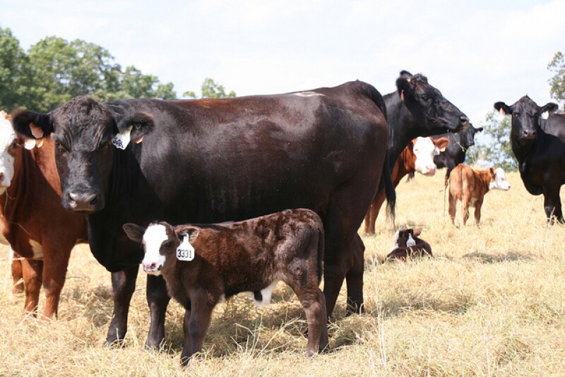 Grass Tetany Likely to be Seen Throughout Spring Season Due to Rain ...