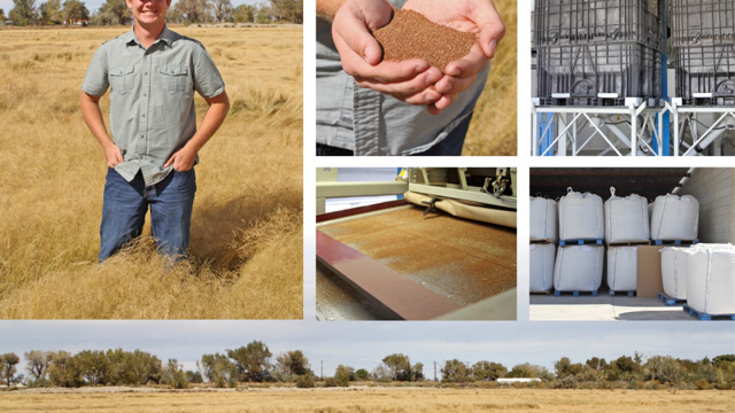 It’s A Teff Little Grain - AgWeb