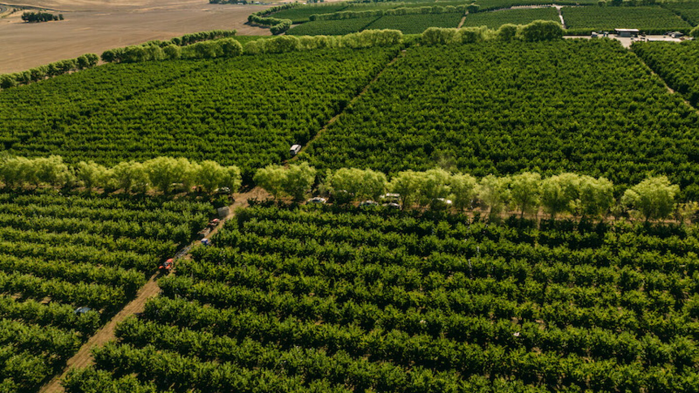 Sage Fruit anticipates high-quality cherry crop - The Packer