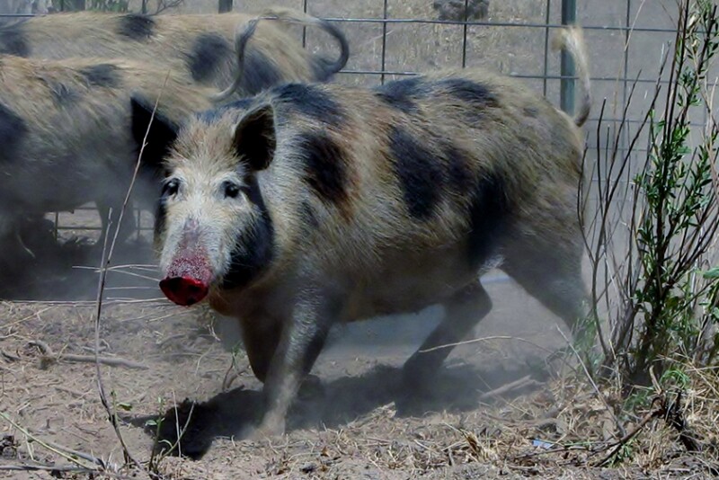 New Feral Pig Bait Shows Promise - Pork Business